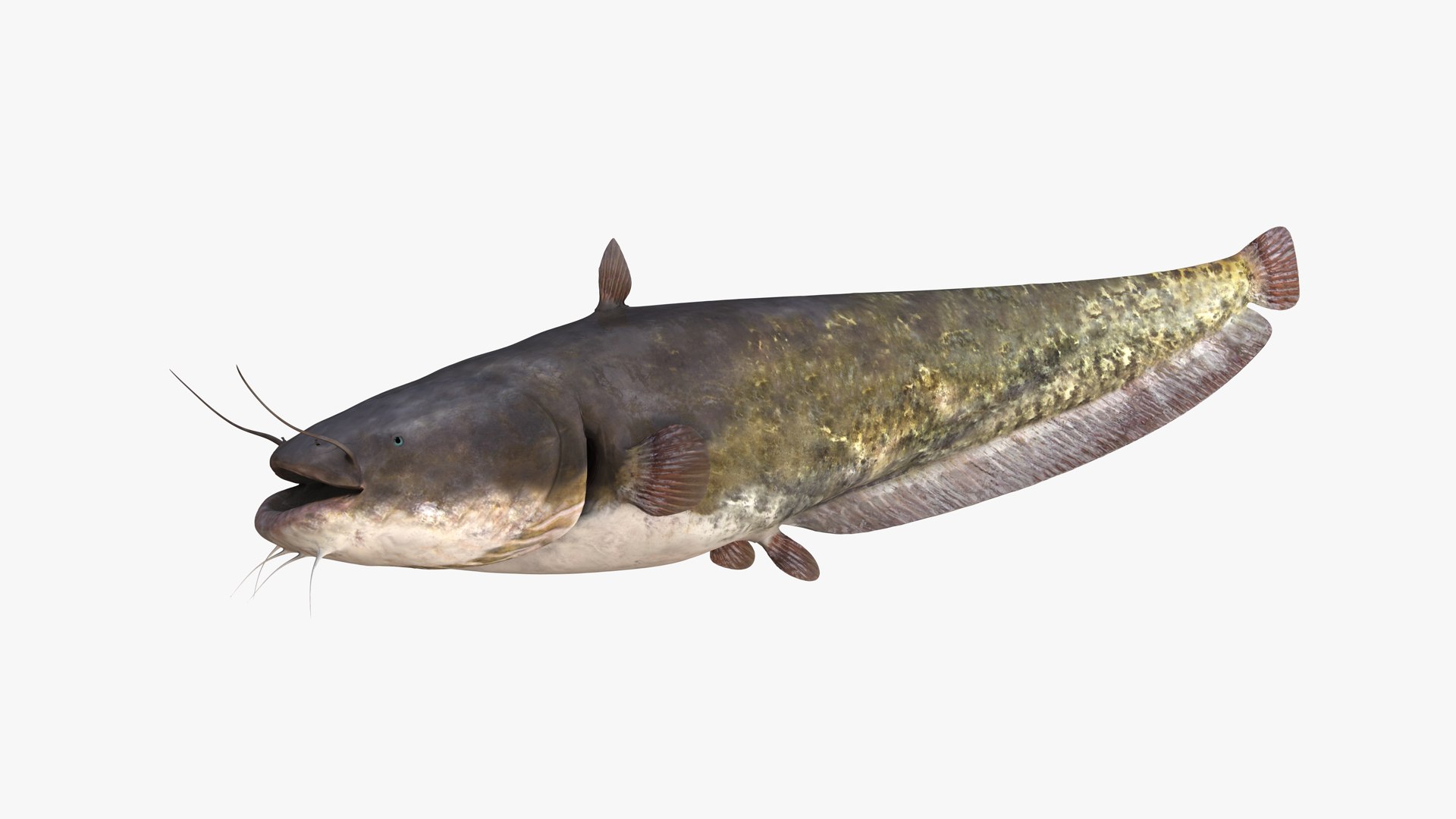 Realistic European Wels Catfish 3D Model - TurboSquid 1381804
