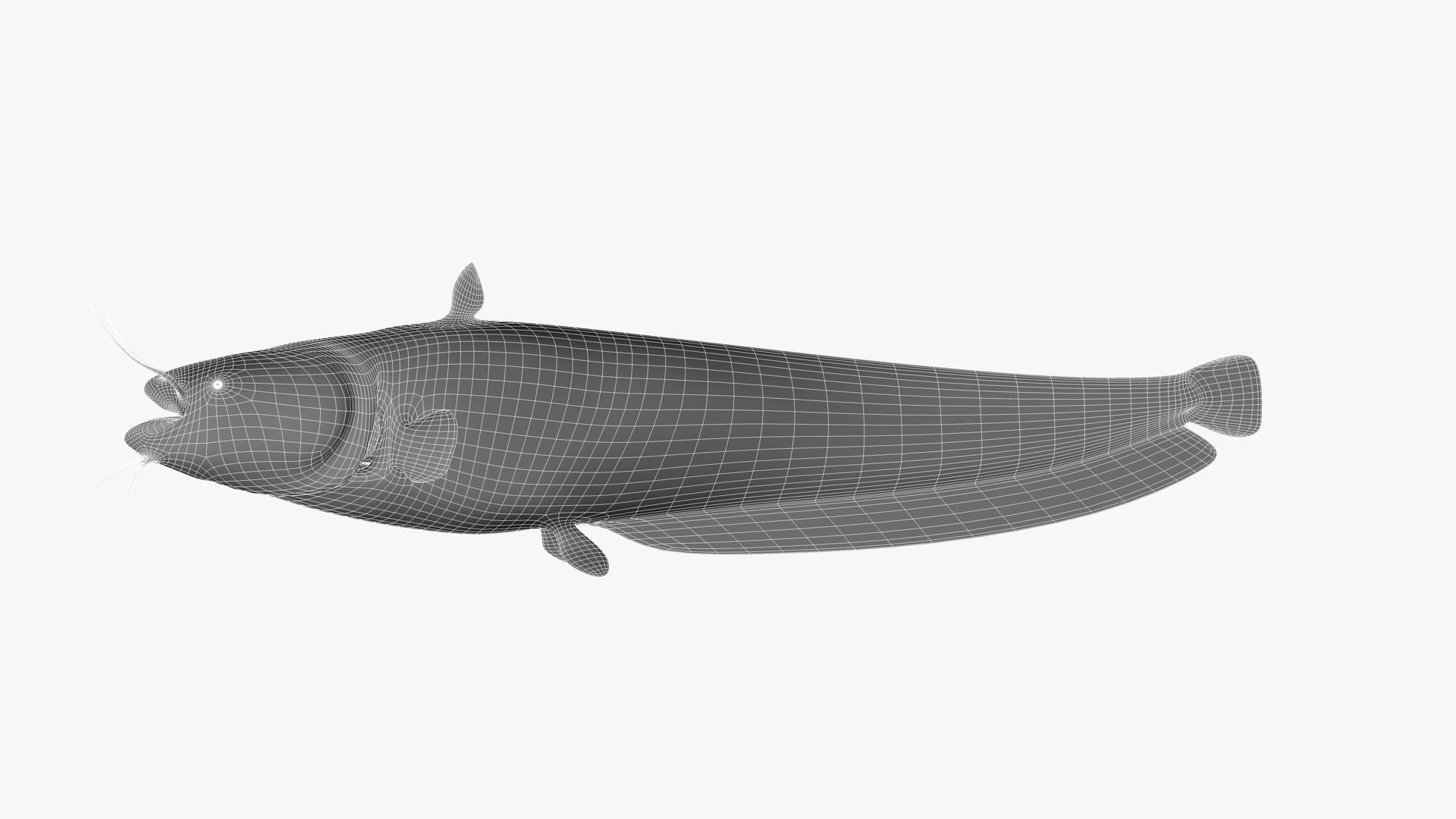 Realistic European Wels Catfish 3D Model - TurboSquid 1381804