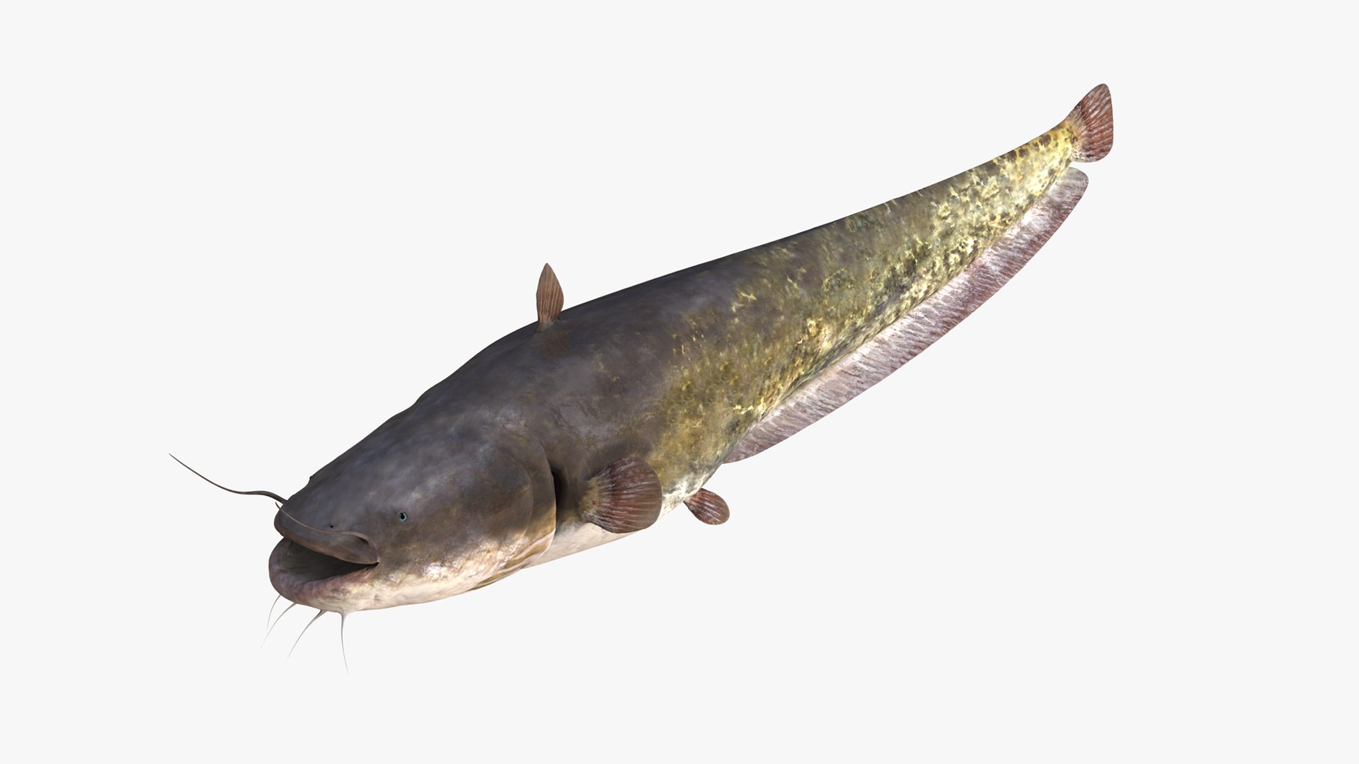 Realistic European Wels Catfish 3D Model - TurboSquid 1381804