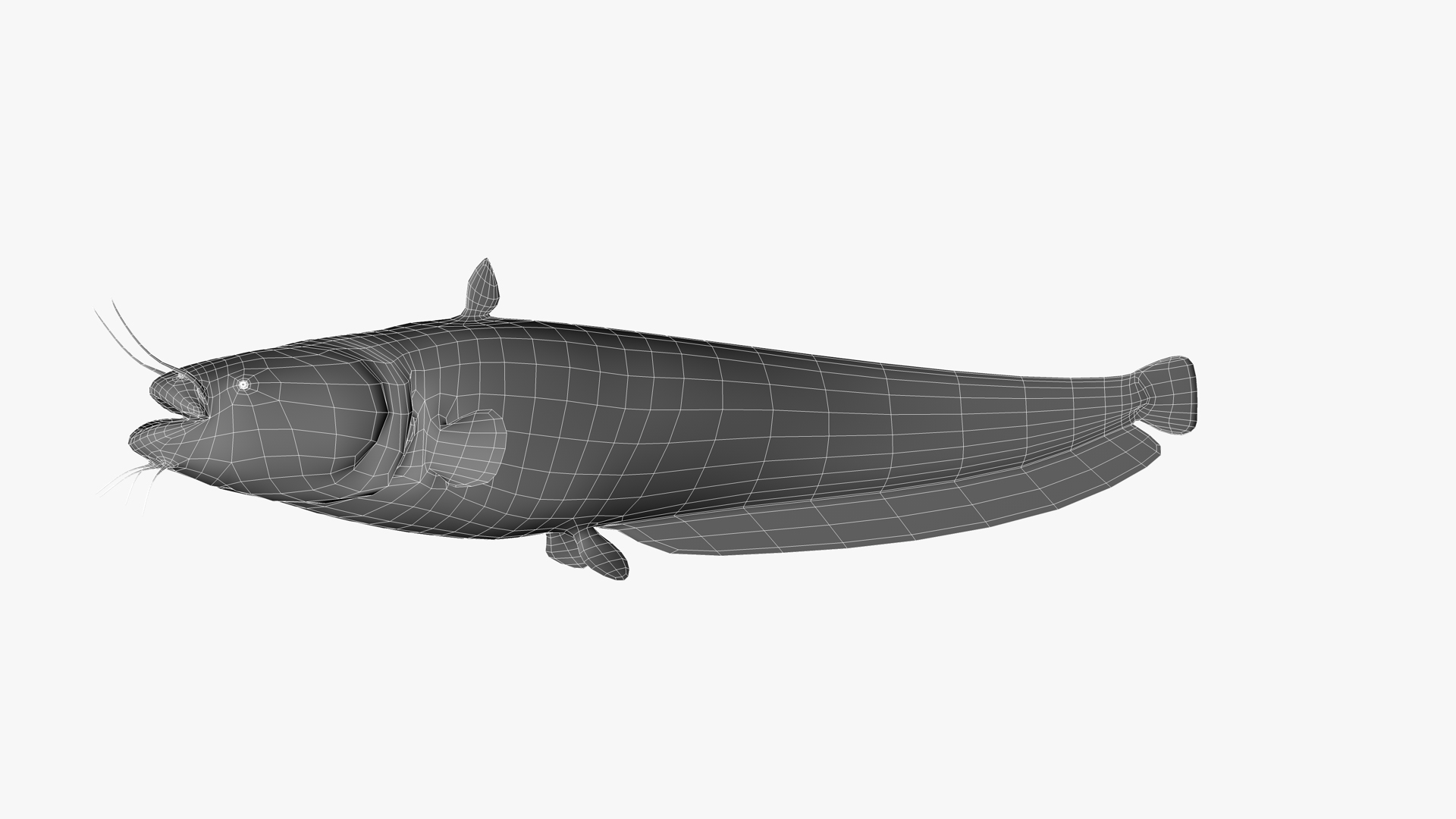 Realistic European Wels Catfish 3D Model - TurboSquid 1381804