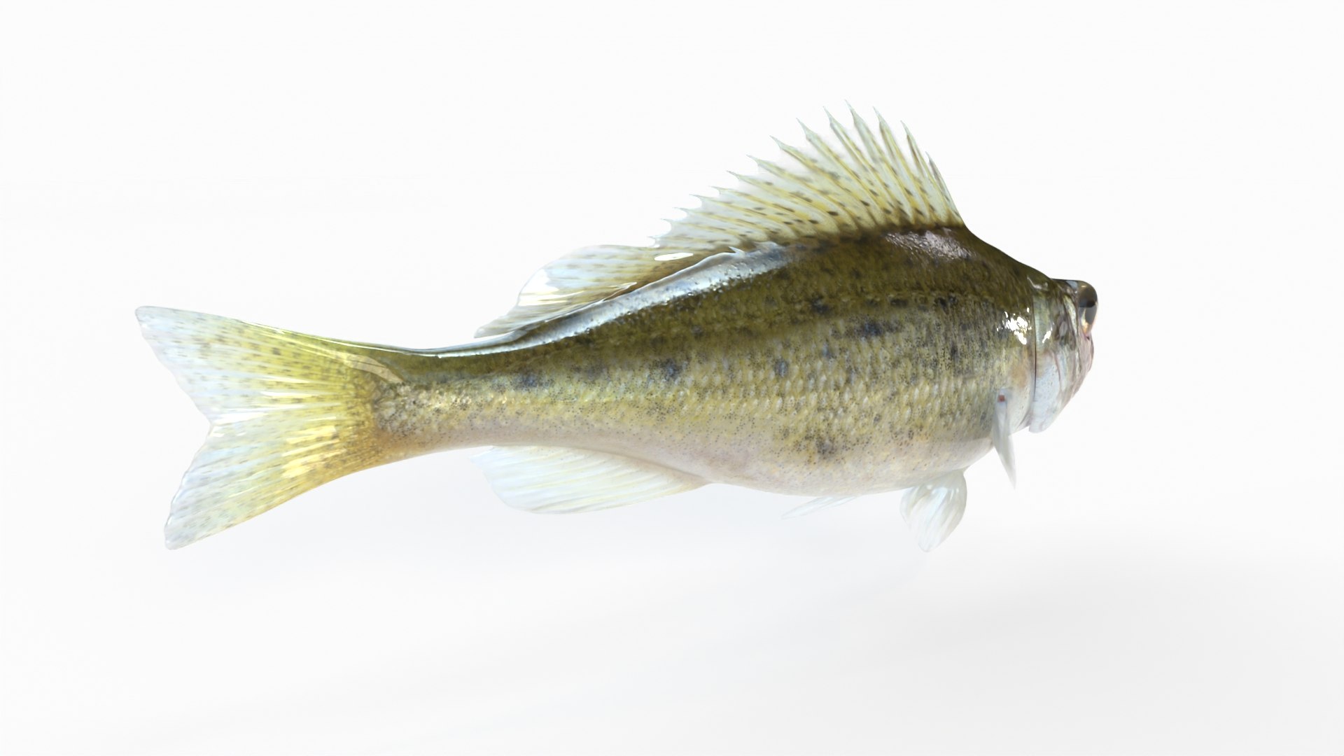 3D Ruffe Animated - TurboSquid 2365497