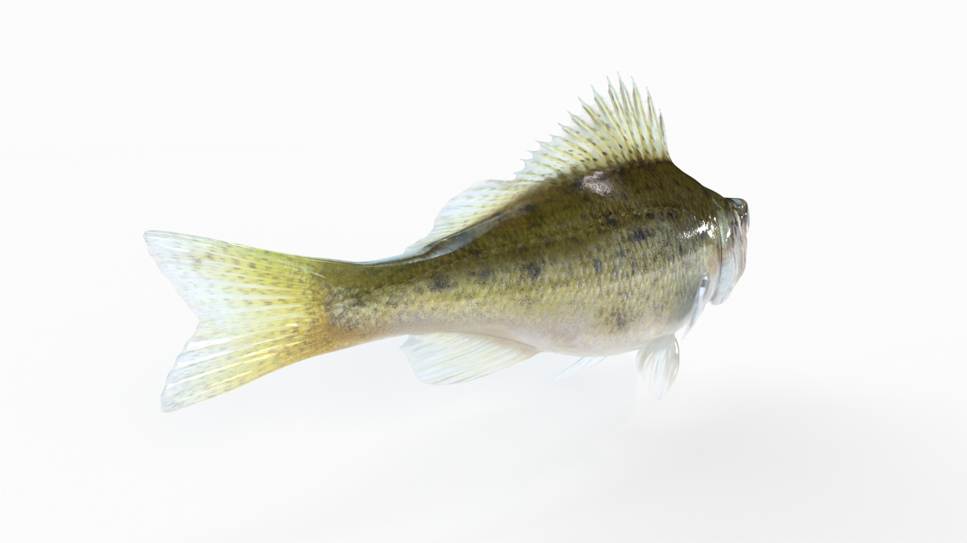 3D Ruffe Animated - TurboSquid 2365497