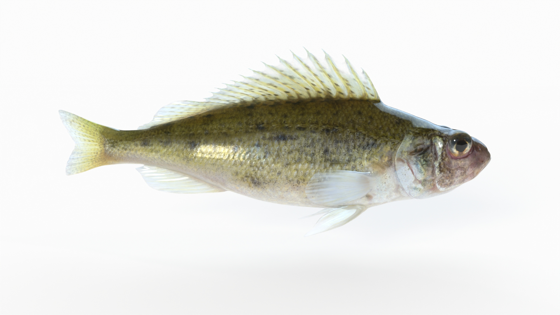 3D Ruffe Animated - TurboSquid 2365497