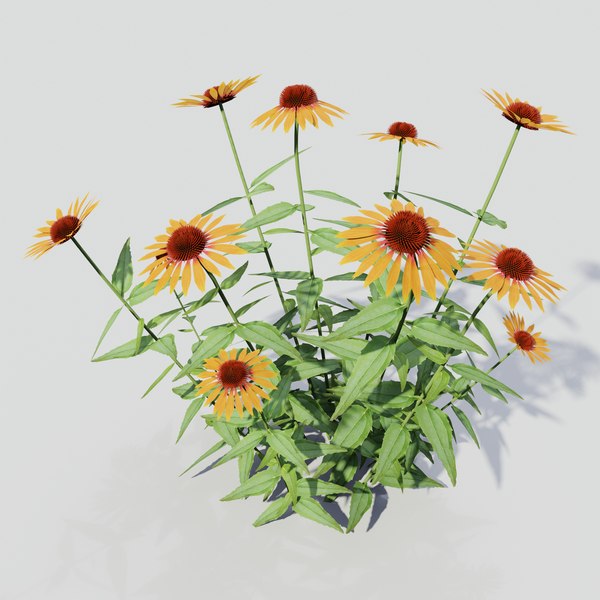 3D echinacea big kahuna - TurboSquid 1540489
