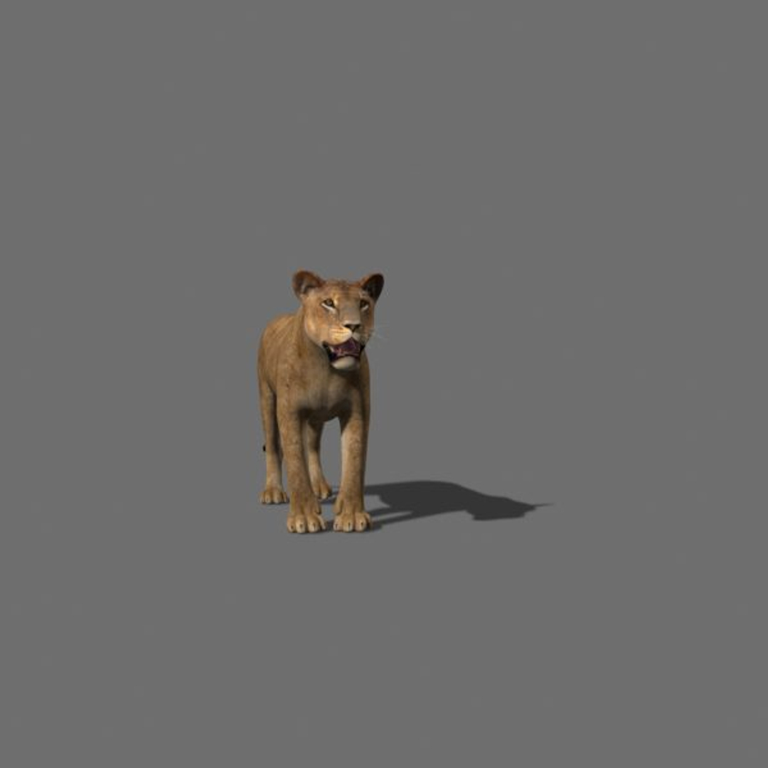 Lioness Animation Fur 3d Model