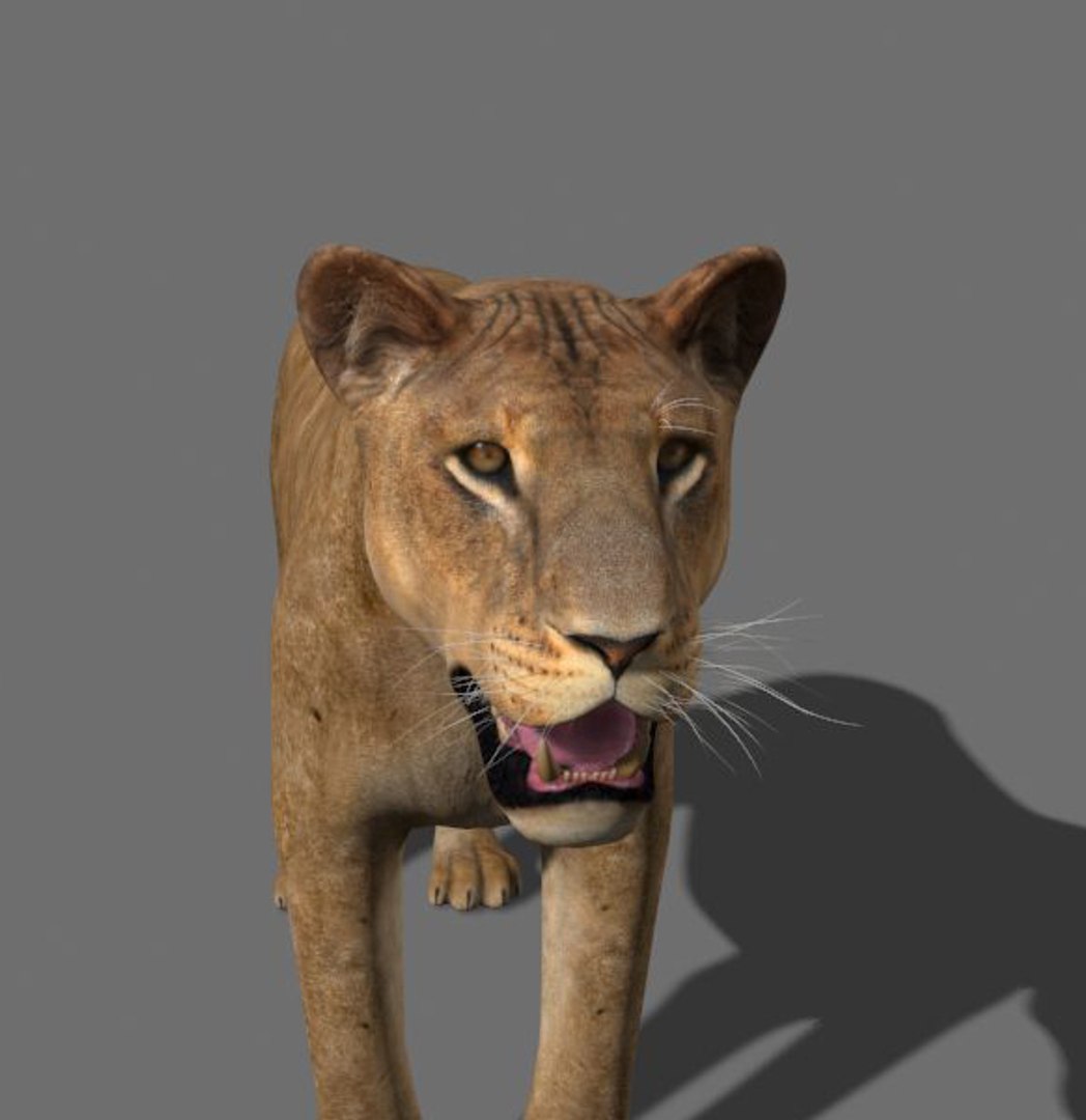 Lioness Animation Fur 3d Model