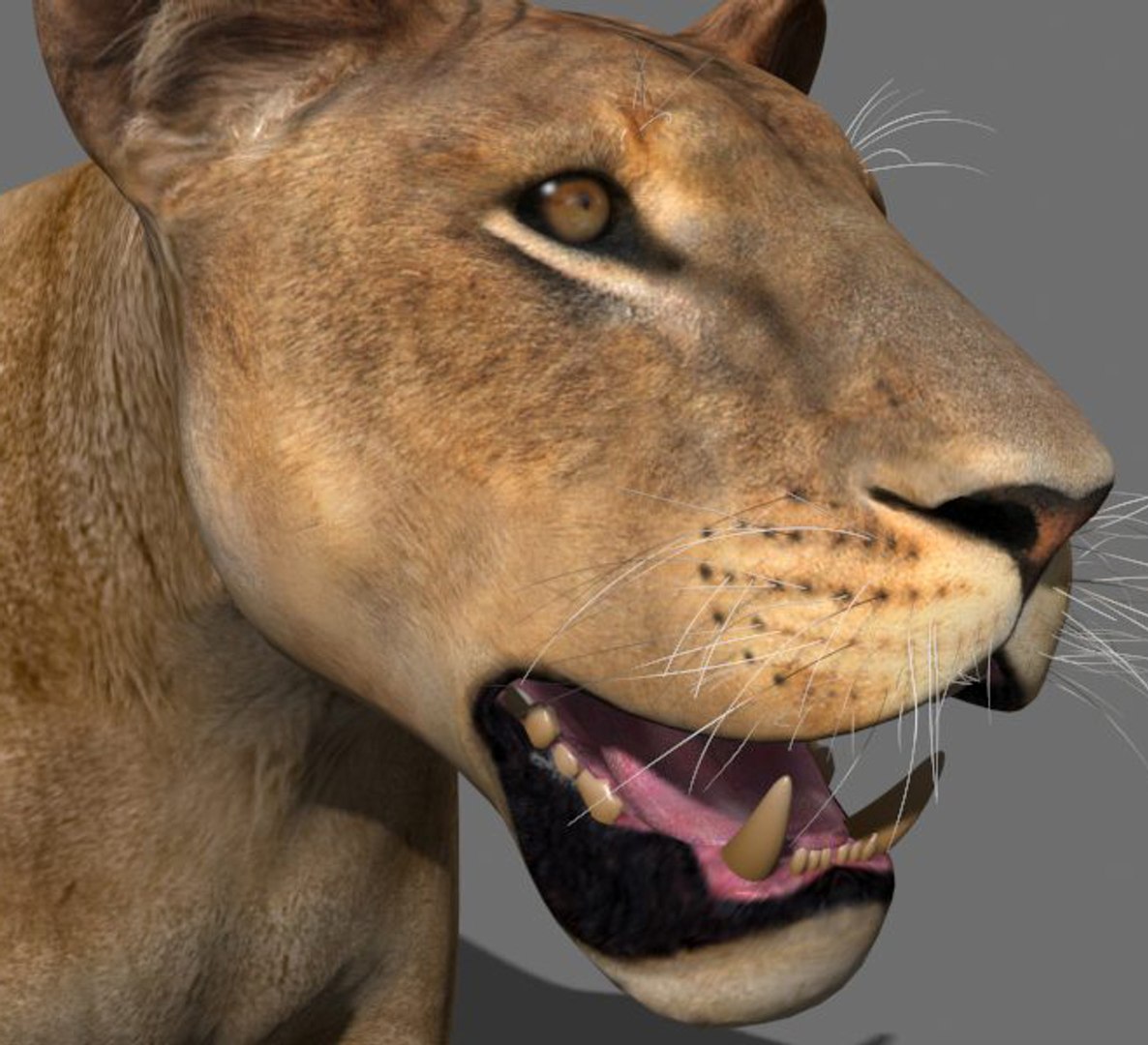 Lioness Animation Fur 3d Model