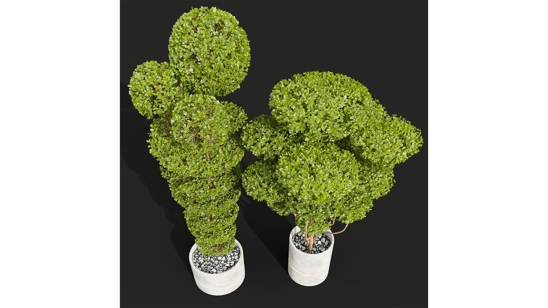 New Plant Ficus Concinna Bonsai Pruned Pot 3D Model - TurboSquid 2198695