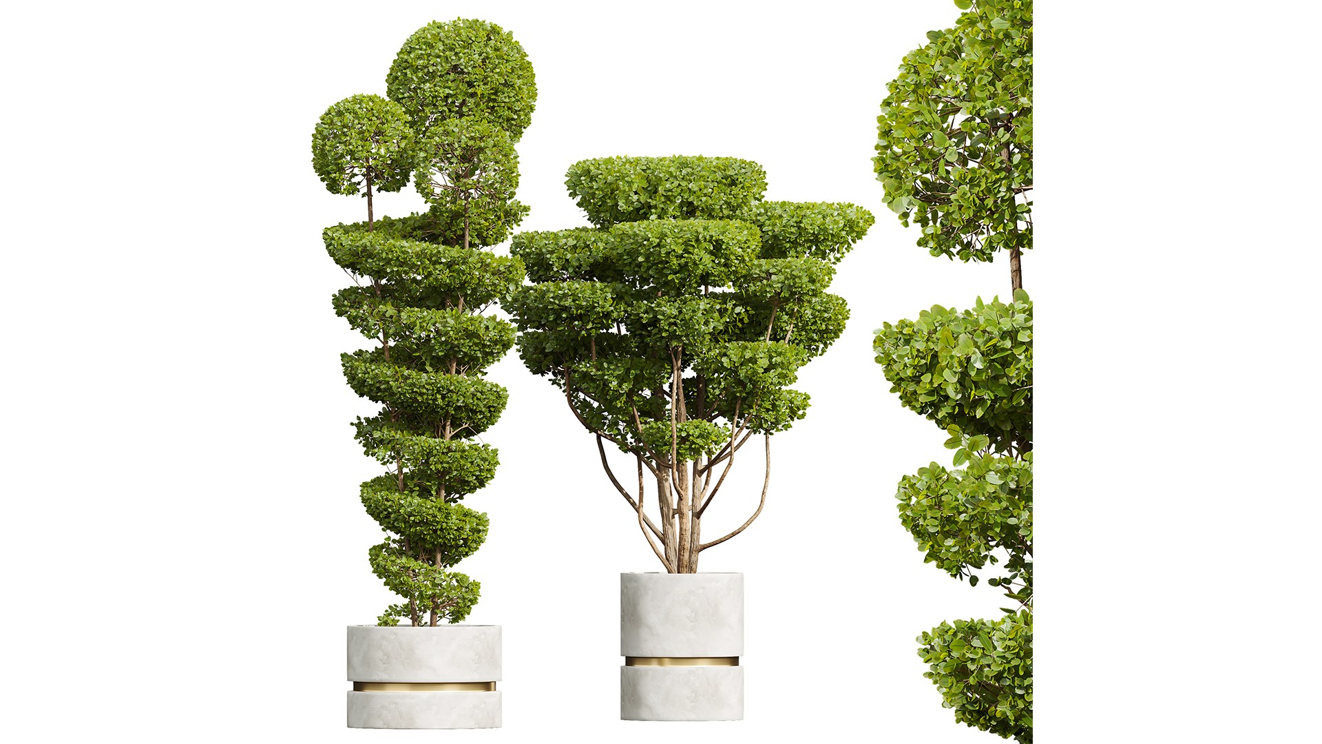 New Plant Ficus Concinna Bonsai Pruned Pot 3D Model - TurboSquid 2198695