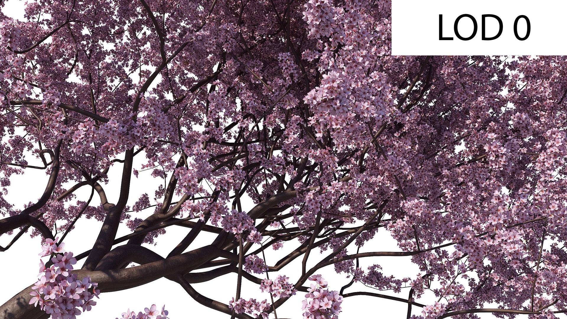 3D Sakura High Poly 01 Model - TurboSquid 2434705
