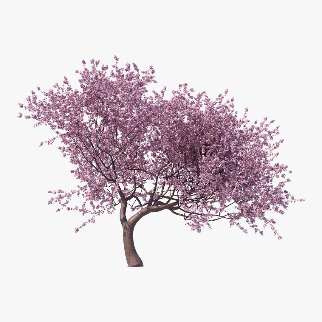3D Sakura High Poly 01 Model - TurboSquid 2434705