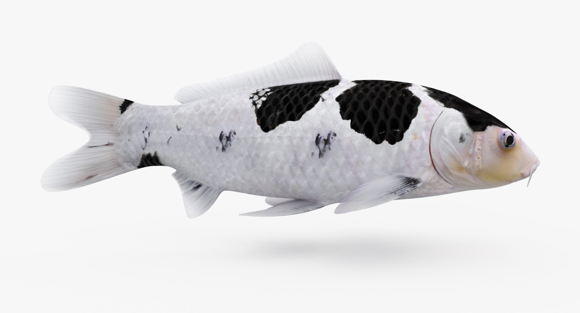 Koi fish 3 animation 3D model - TurboSquid 1425199