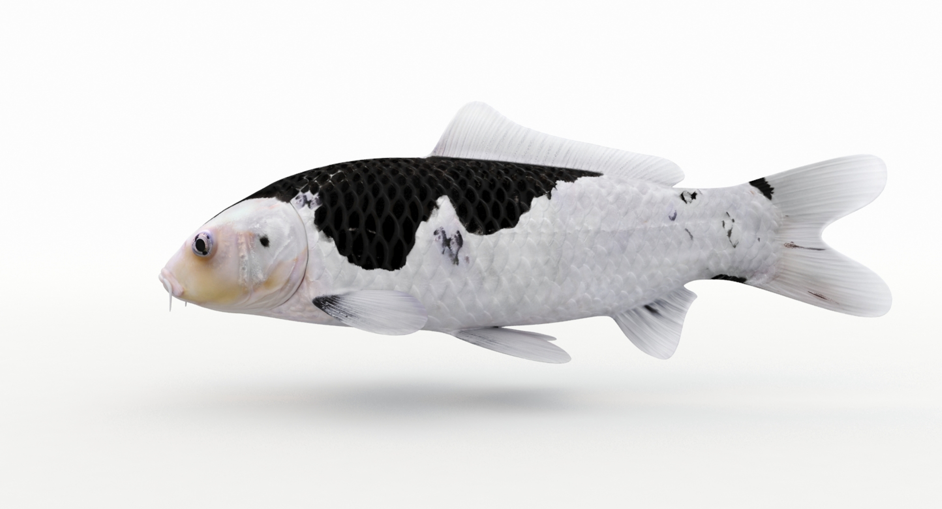 Koi fish 3 animation 3D model - TurboSquid 1425199