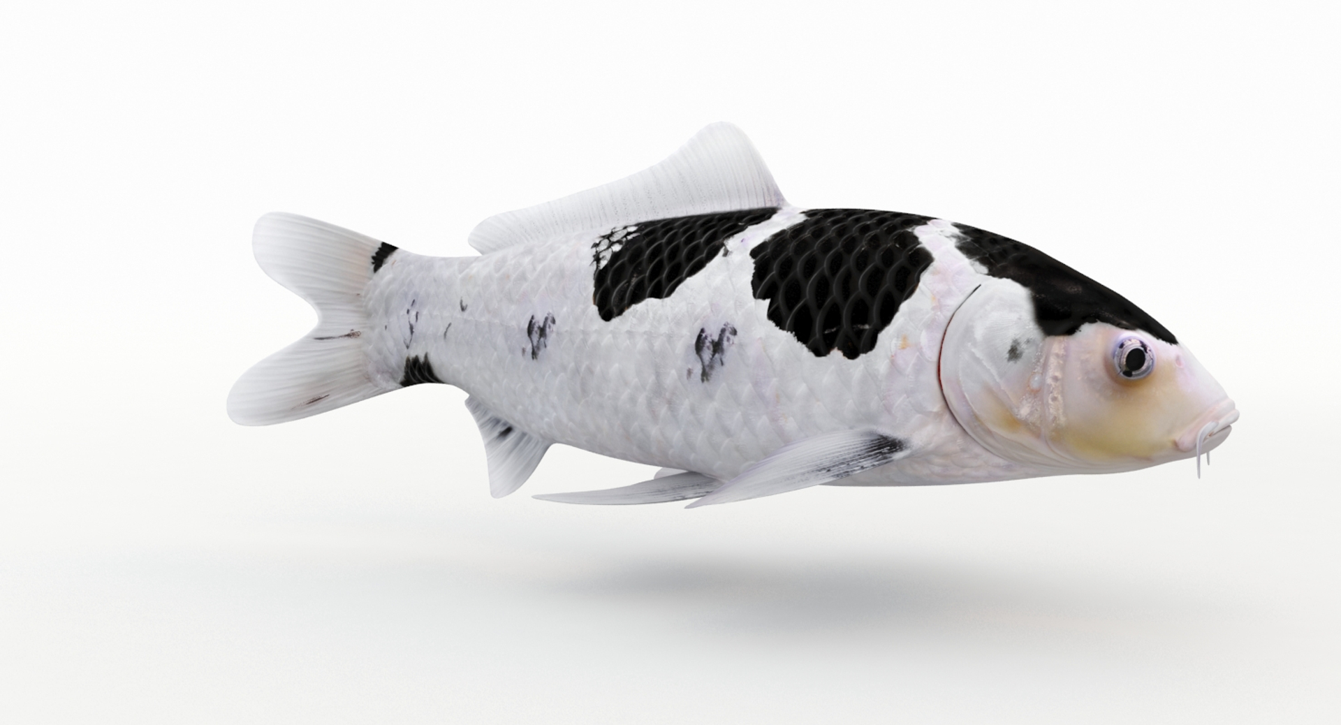 Koi fish 3 animation 3D model - TurboSquid 1425199