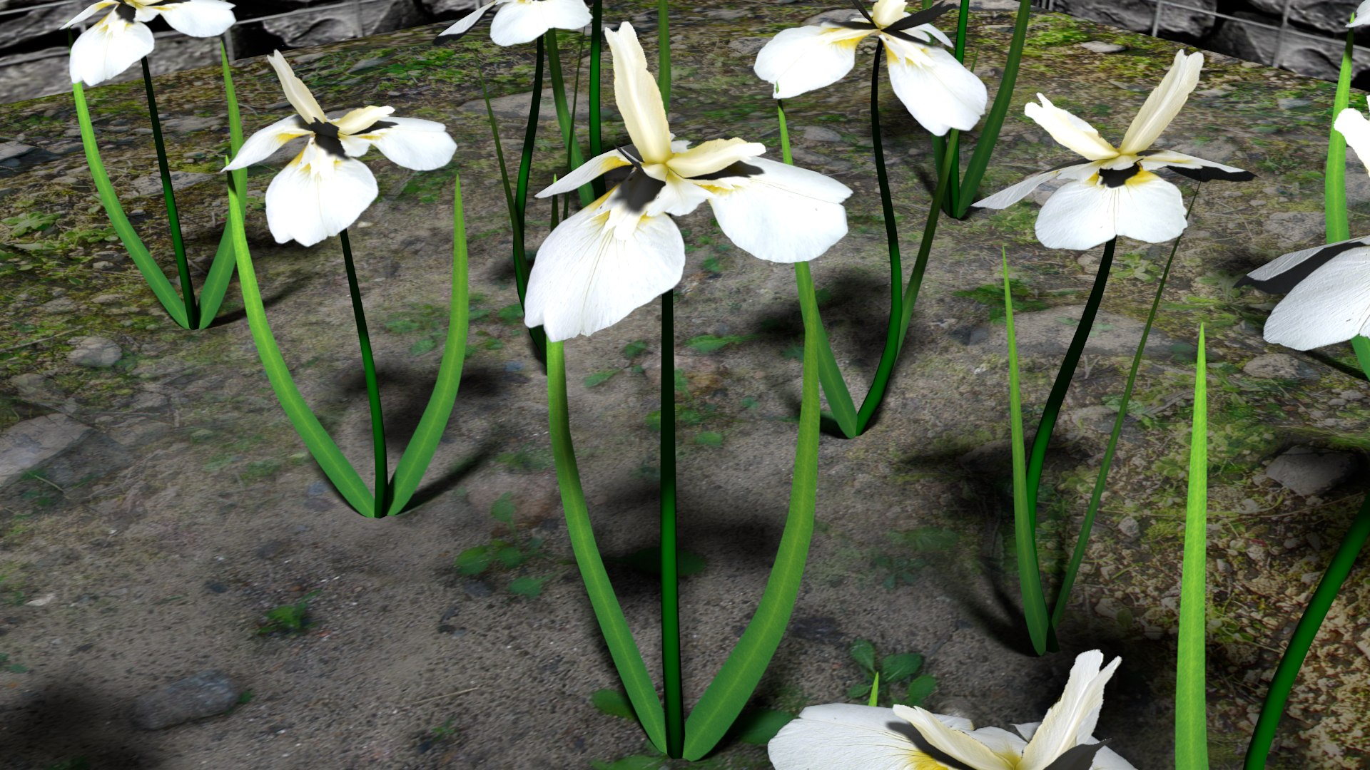 3d White Iris Flower