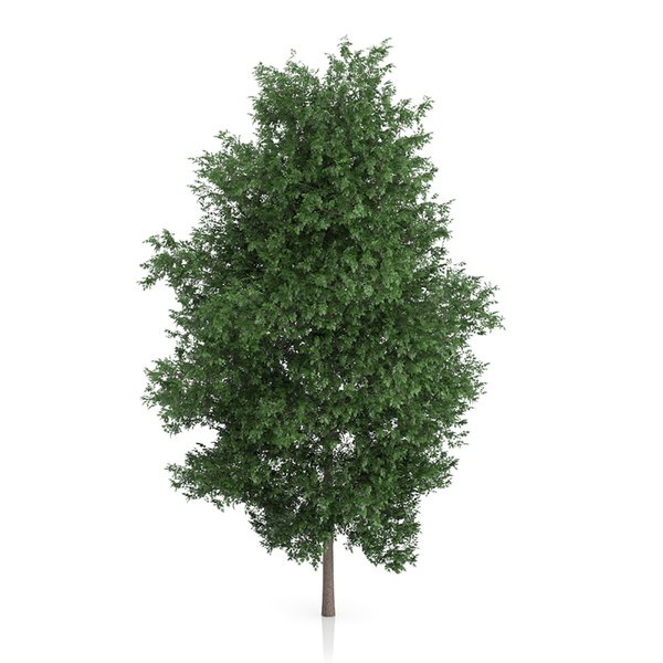 3d model large-leaved lime tree tilia