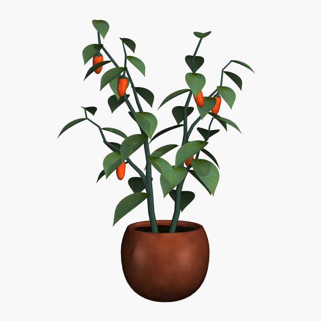 3ds max decorative pepper plant