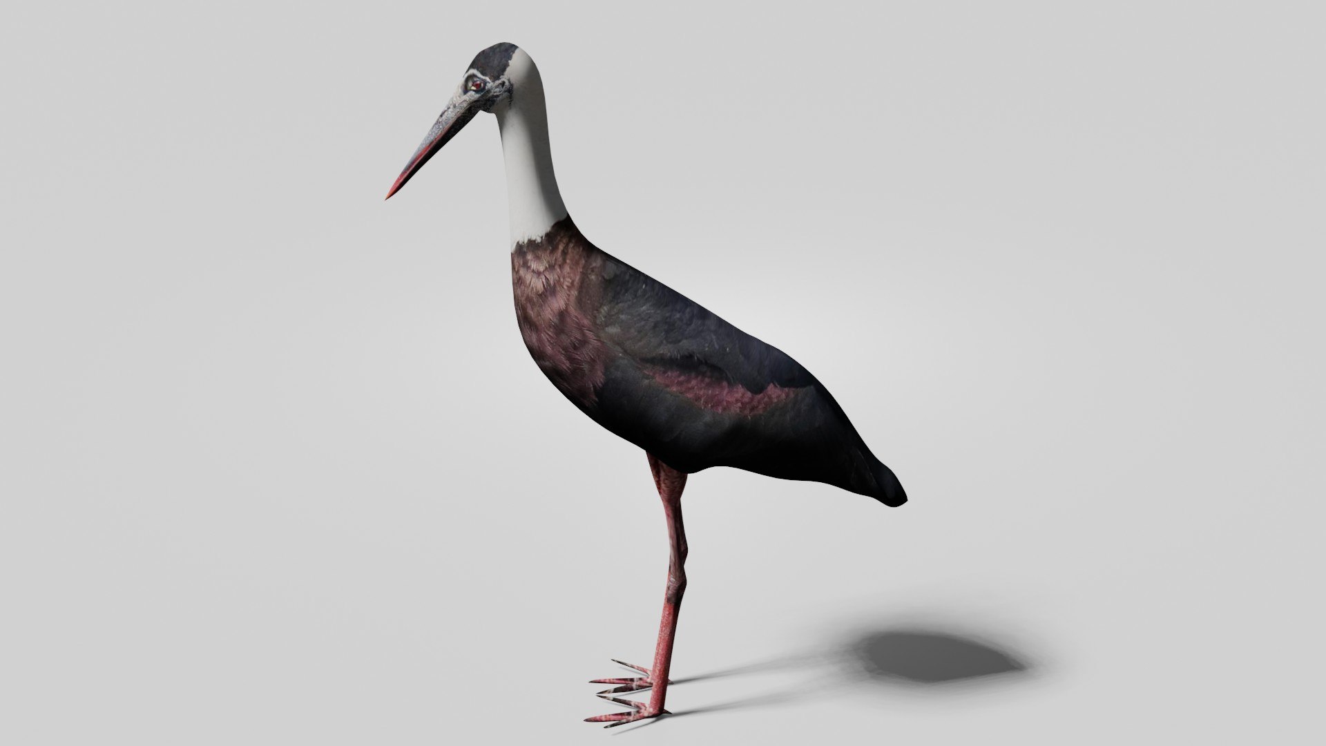 3D Black And White Stork OBJ - TurboSquid 2198610