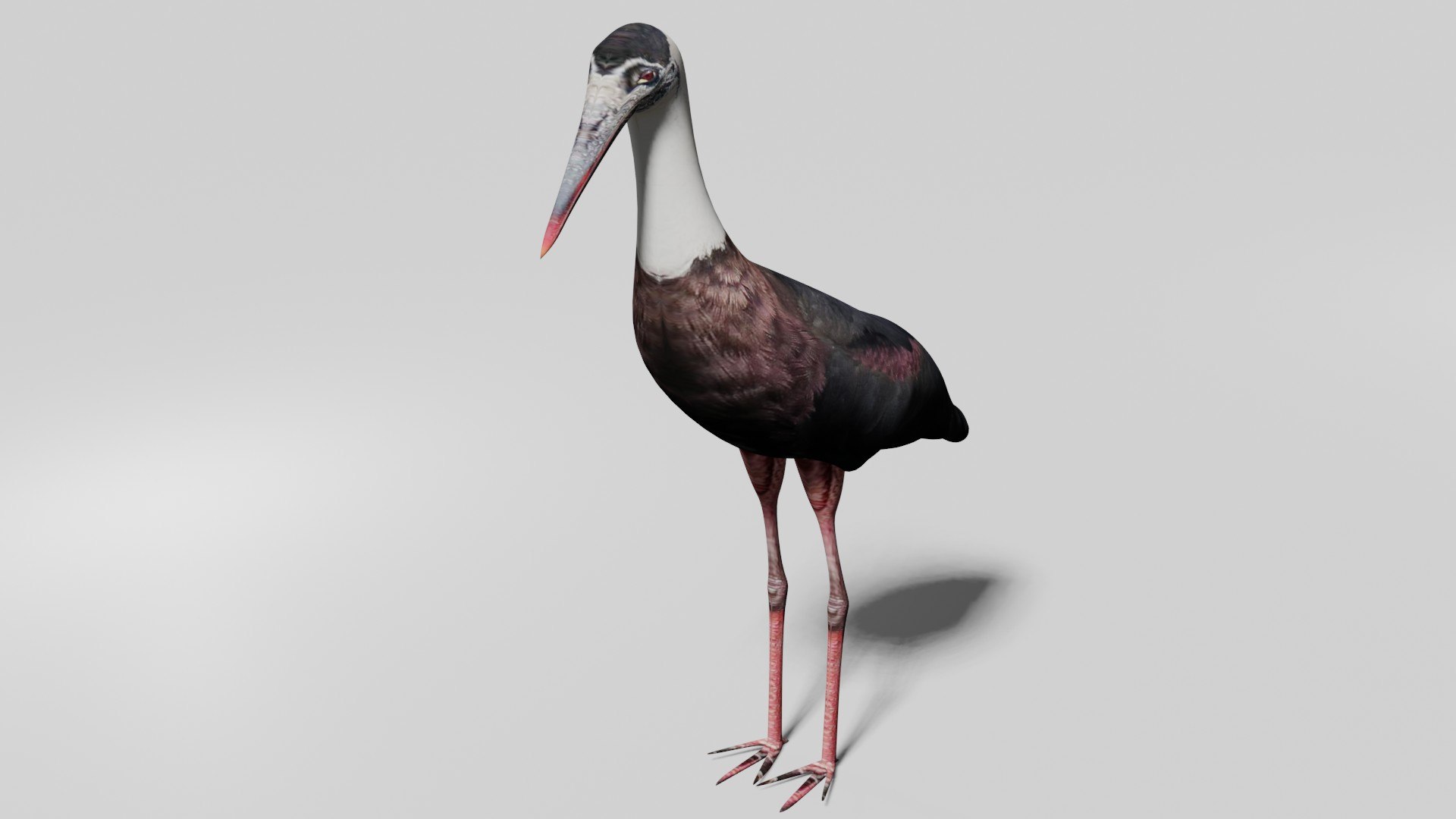 3D Black And White Stork OBJ - TurboSquid 2198610