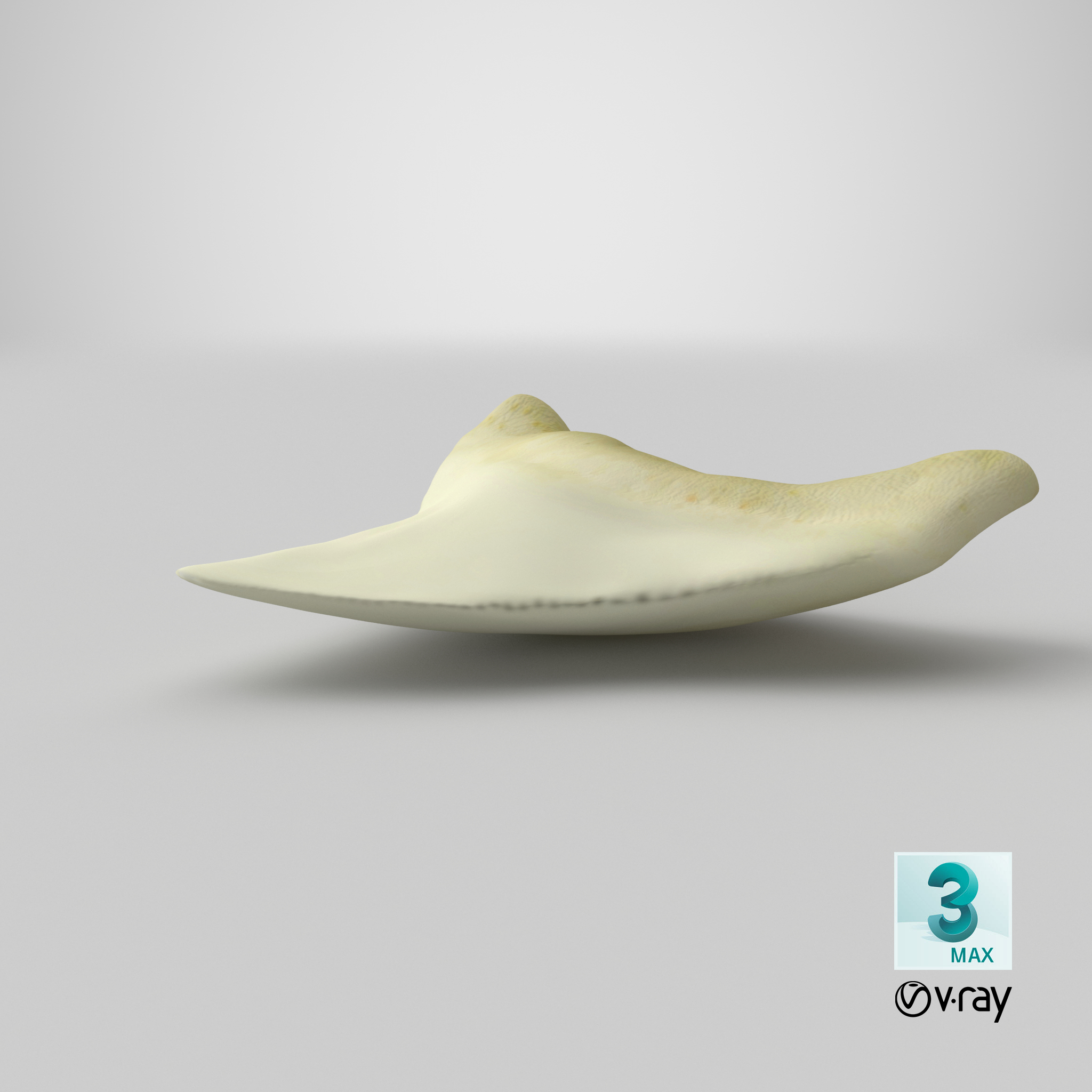 3D fossil shark teeth model - TurboSquid 1416211