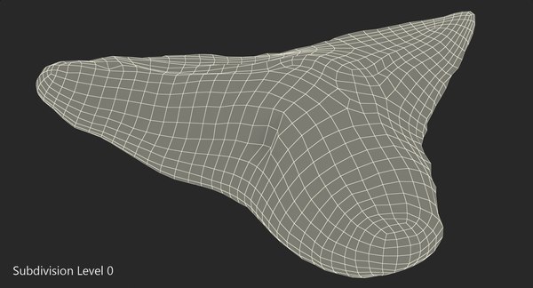 3D fossil shark teeth model - TurboSquid 1416211
