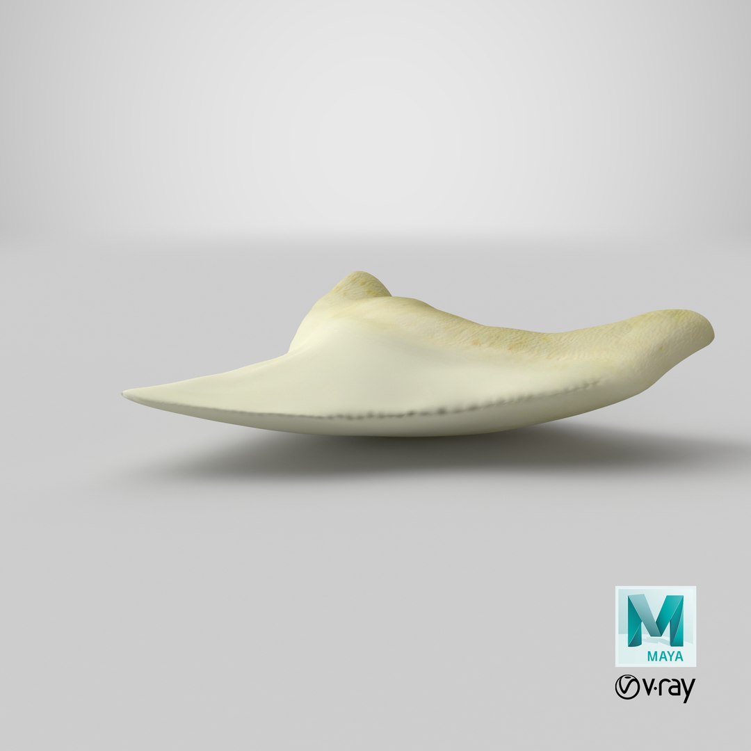 3D Fossil Shark Teeth Model - TurboSquid 1416211