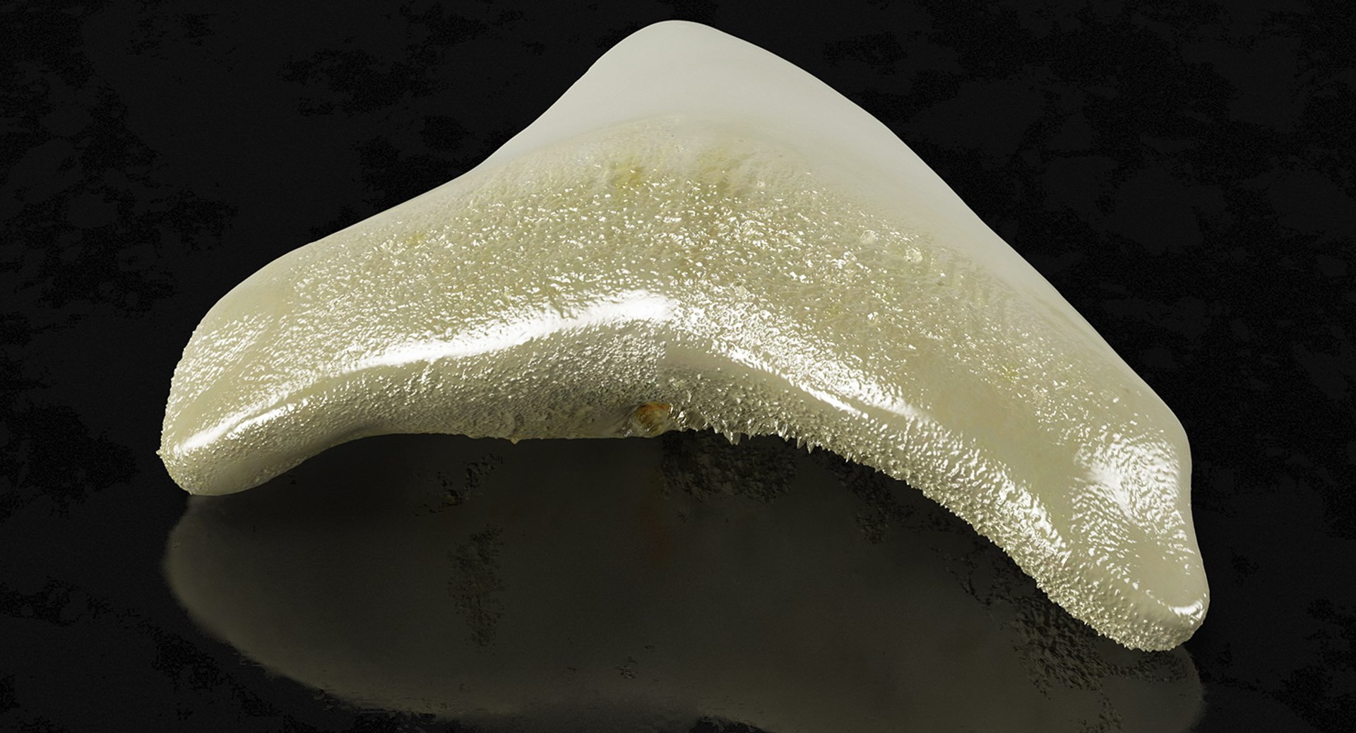 3D Fossil Shark Teeth Model - TurboSquid 1416211