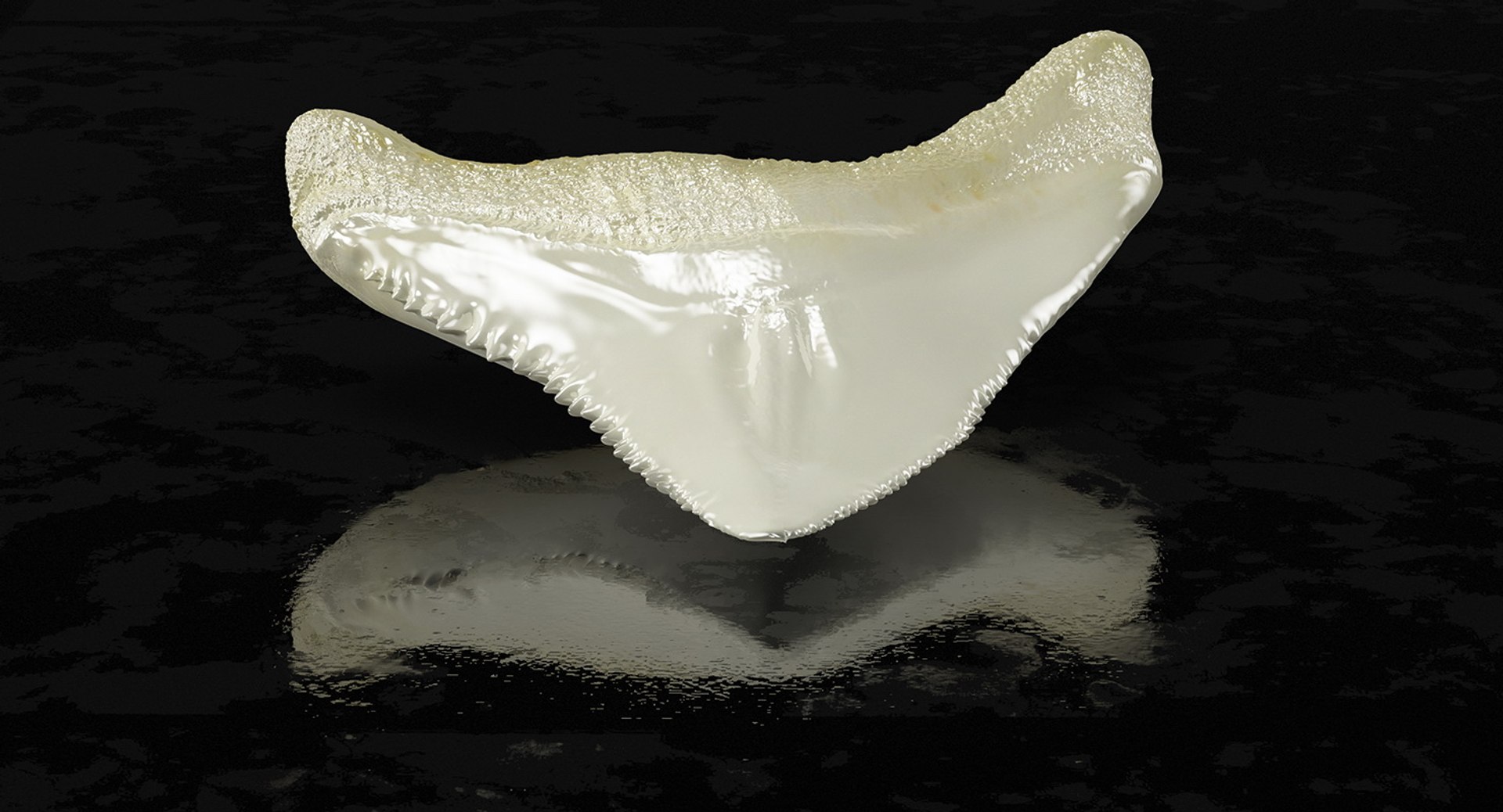 3D Fossil Shark Teeth Model - TurboSquid 1416211