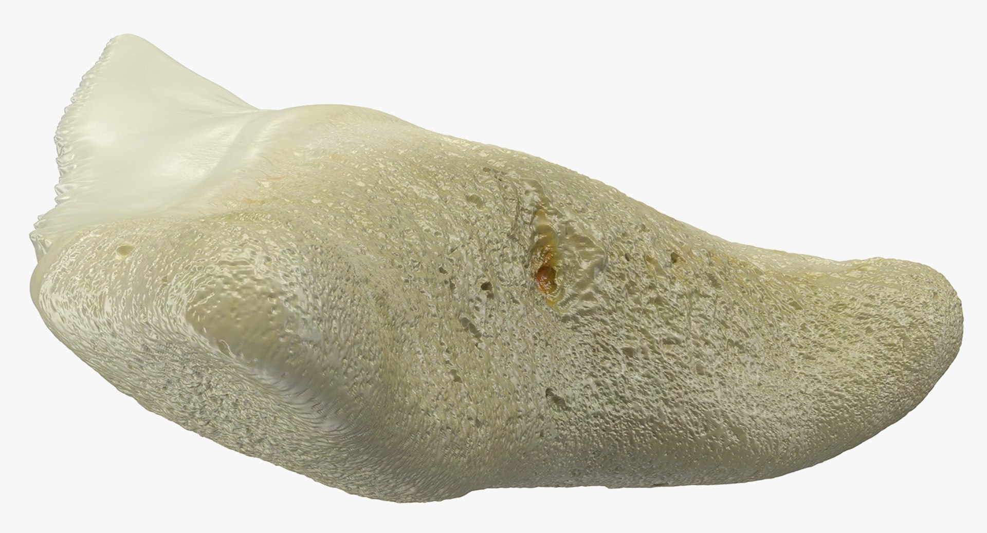 3D Fossil Shark Teeth Model - TurboSquid 1416211