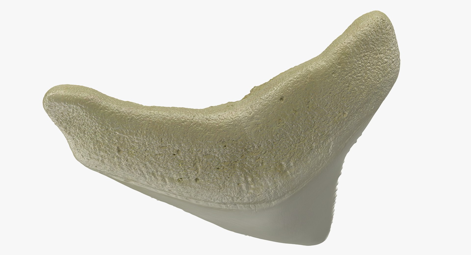 3D Fossil Shark Teeth Model - TurboSquid 1416211