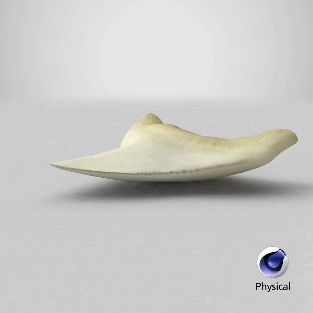 3D Fossil Shark Teeth Model - TurboSquid 1416211