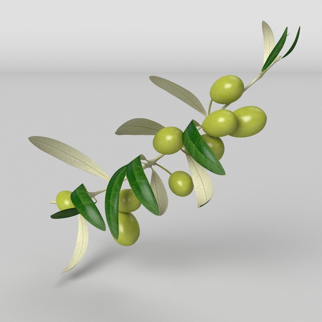 Olive Branch 3D Model - TurboSquid 1568996