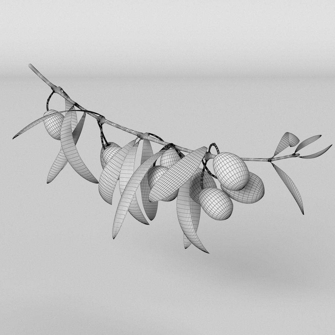 Olive Branch 3D Model - TurboSquid 1568996