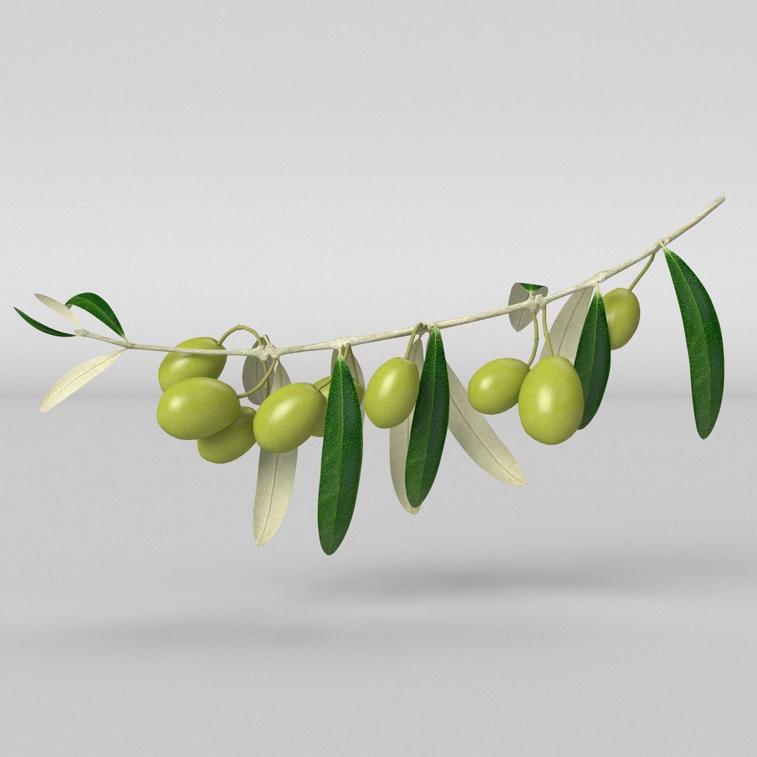 Olive Branch 3D Model - TurboSquid 1568996
