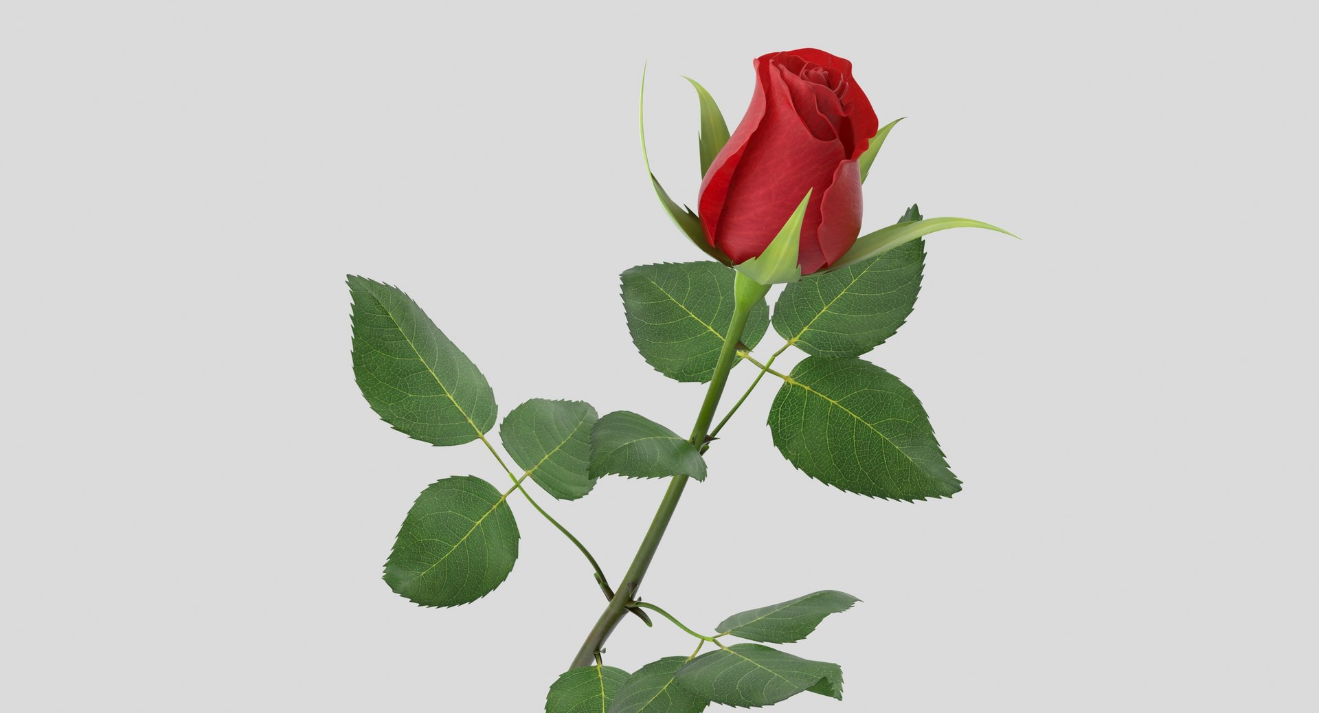 rose modeled 3d max