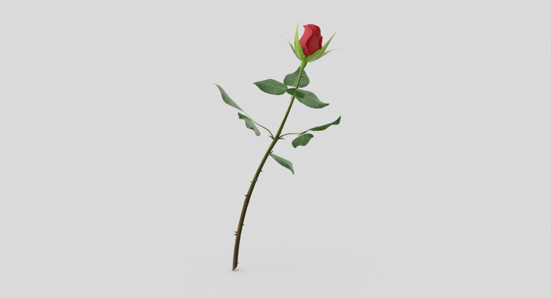 rose modeled 3d max