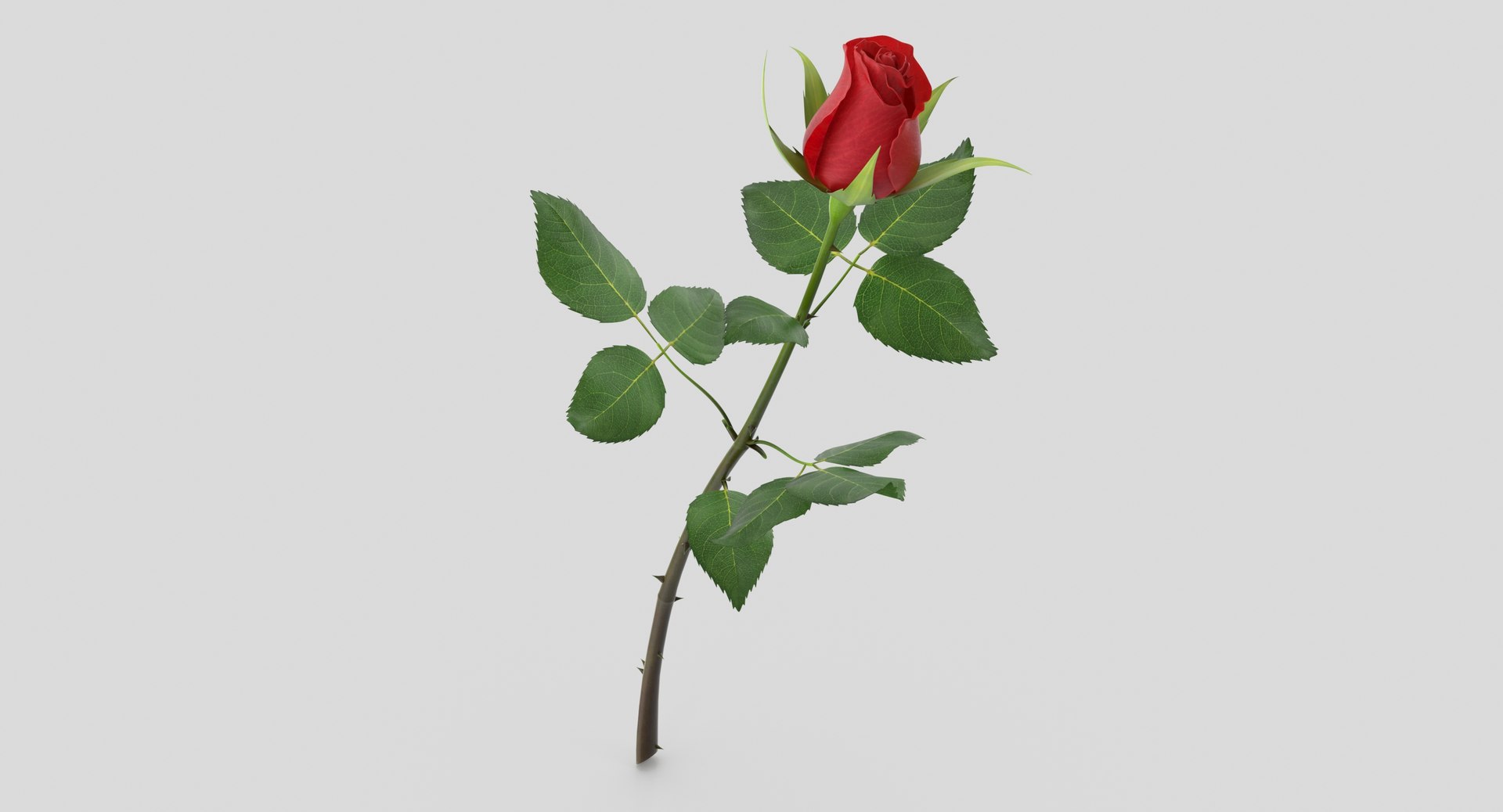 rose modeled 3d max