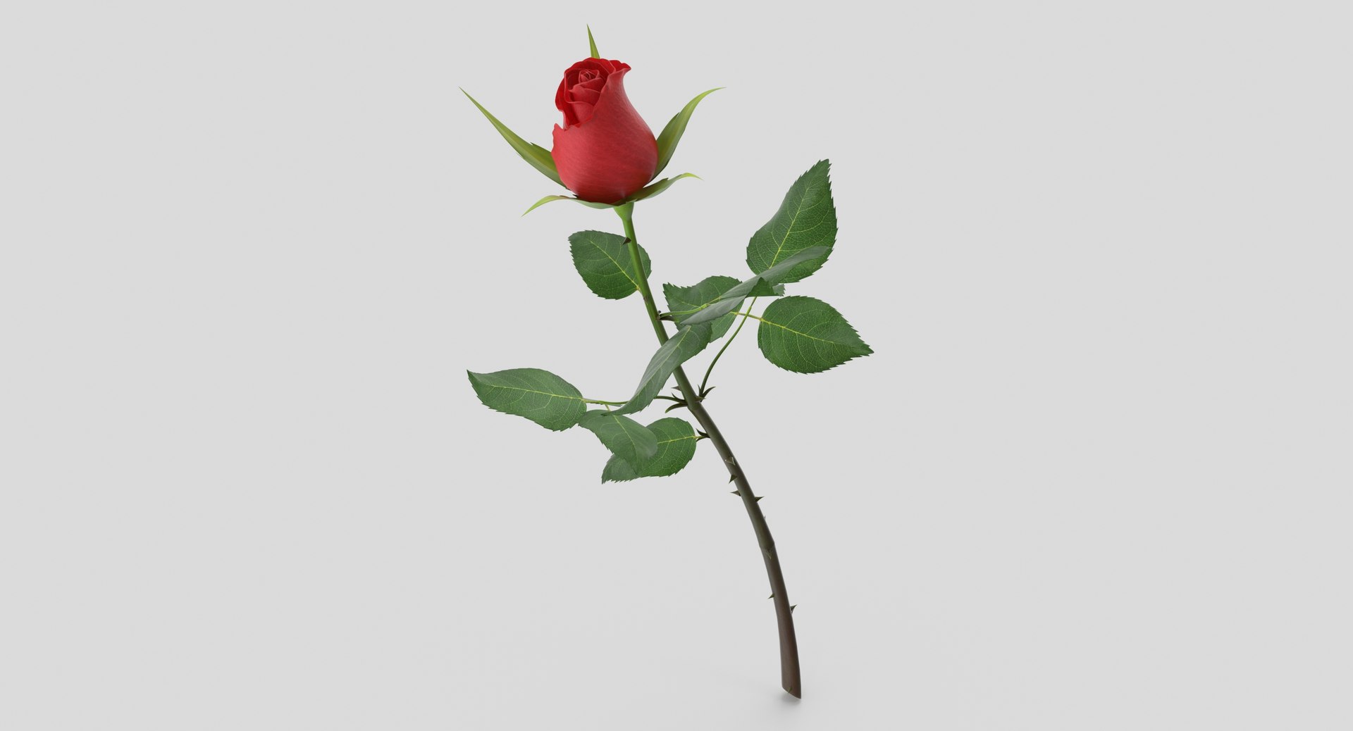 rose modeled 3d max