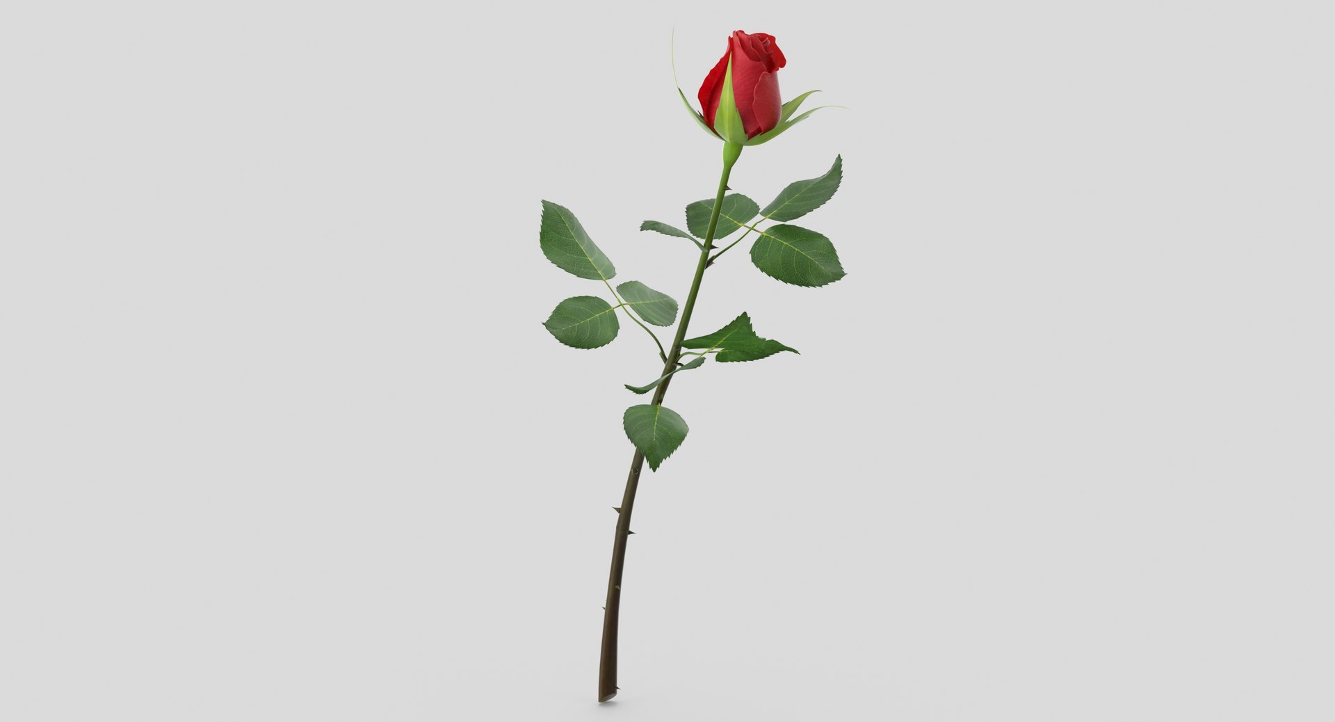 rose modeled 3d max