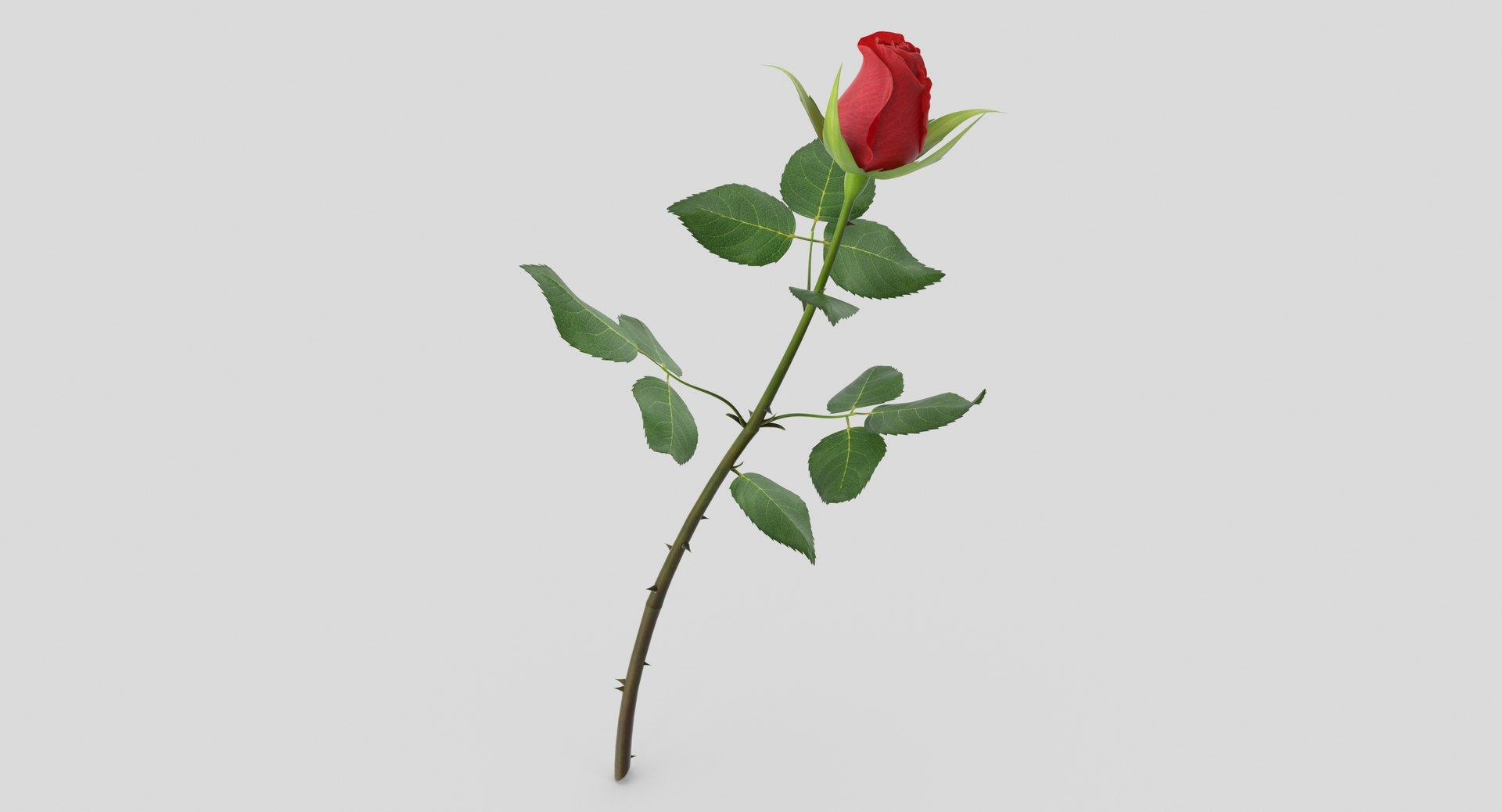 rose modeled 3d max