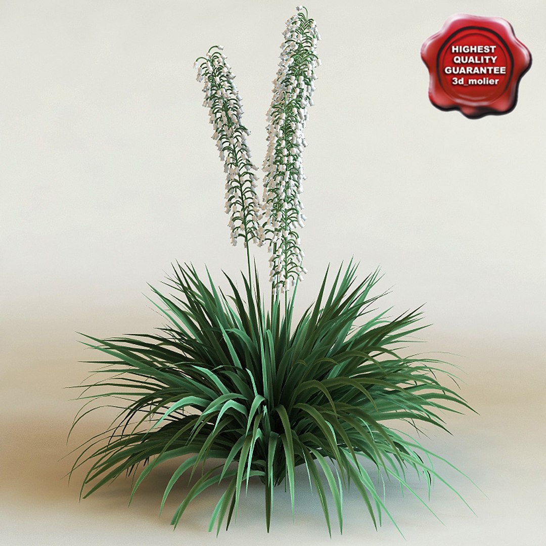3d Yucca Filamentosa Modelled Model
