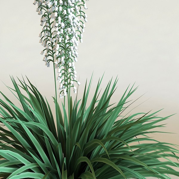 3d yucca filamentosa modelled model