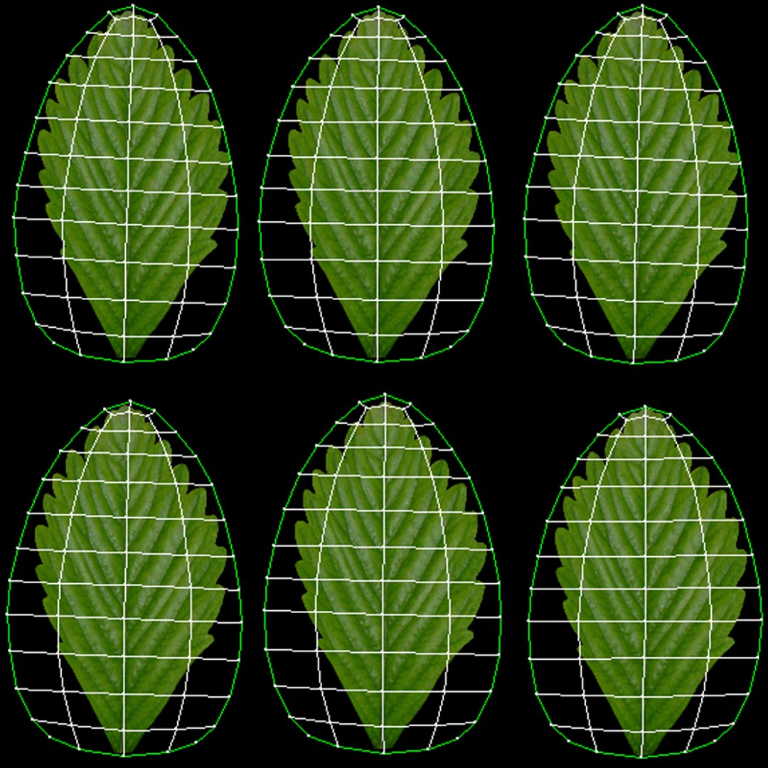 Mint Leaves 3D Model - TurboSquid 1873310