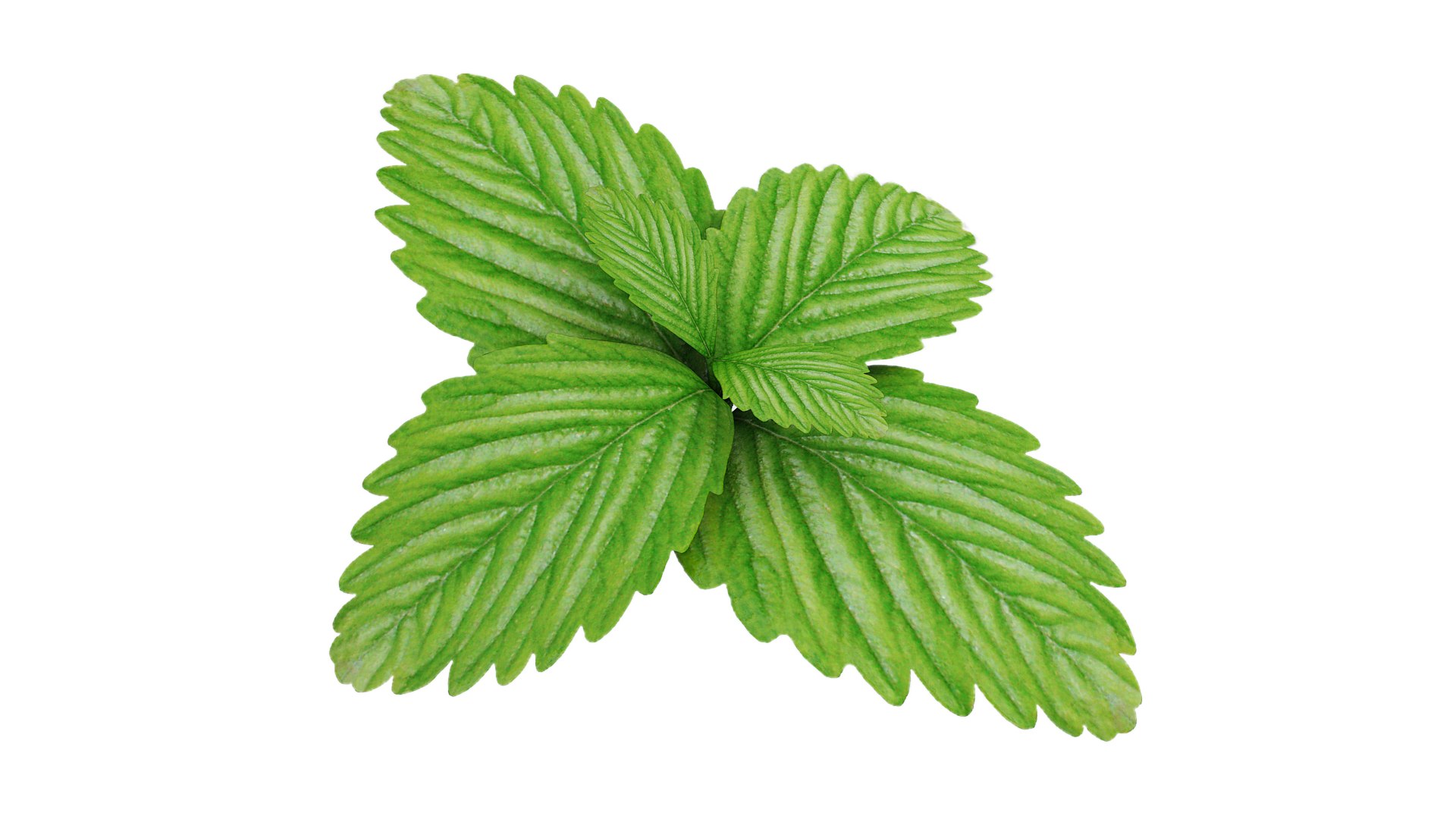 Mint Leaves 3D Model - TurboSquid 1873310