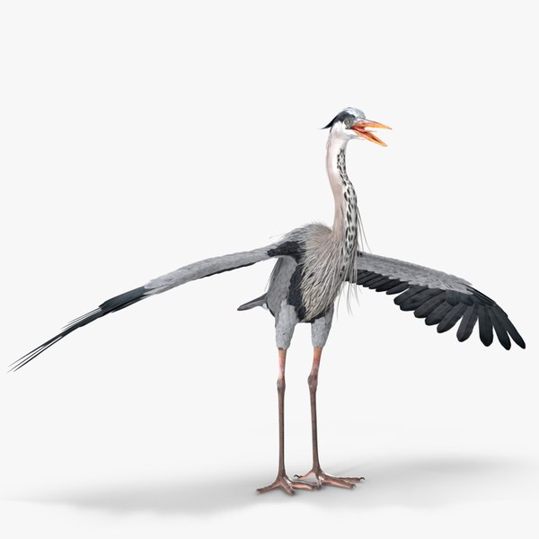 Heron 3D Models for Download | TurboSquid