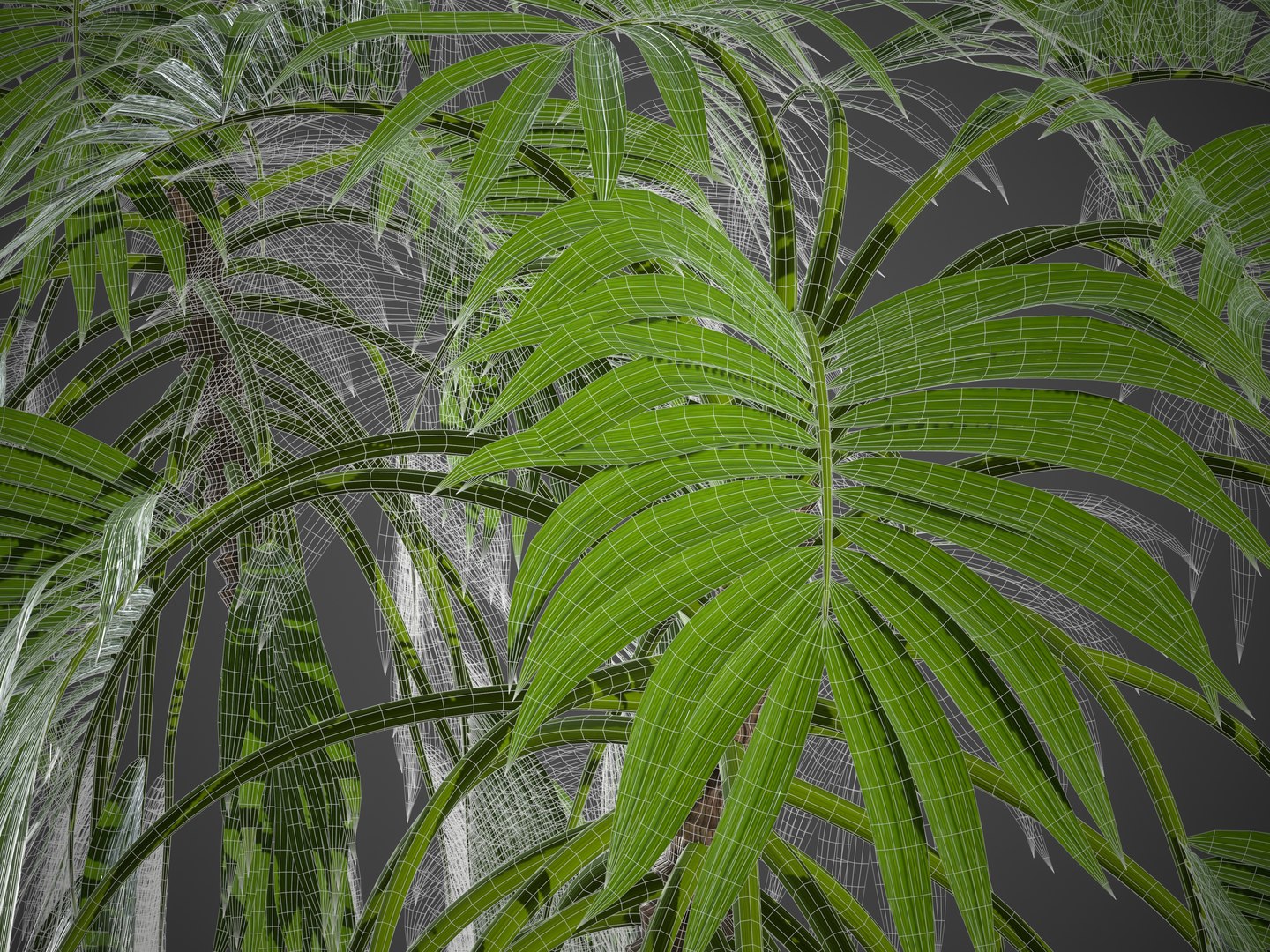 3D XfrogPlants Doum Palm - Hyphaene Thebaica - TurboSquid 1734034
