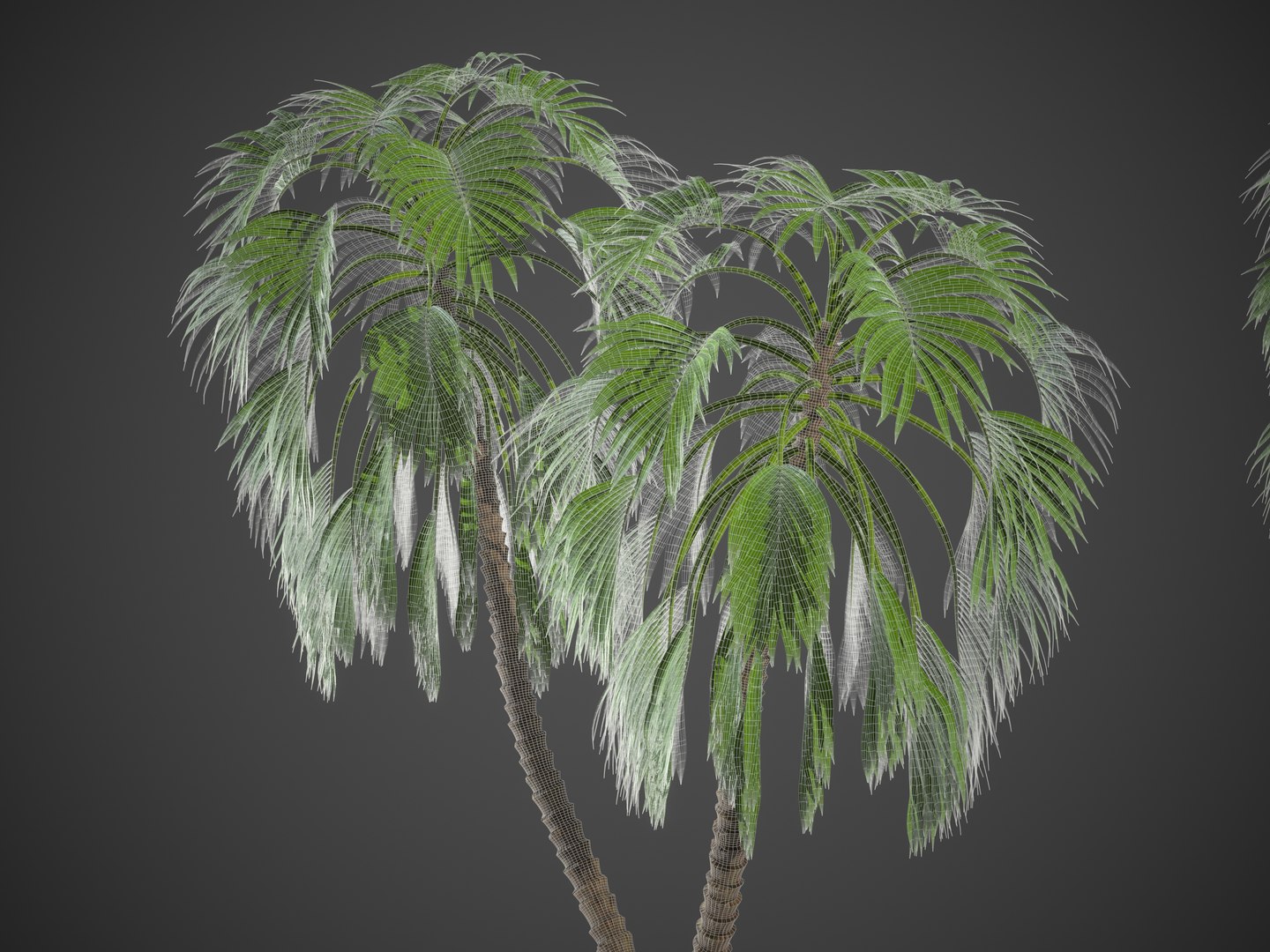 3D XfrogPlants Doum Palm - Hyphaene Thebaica - TurboSquid 1734034