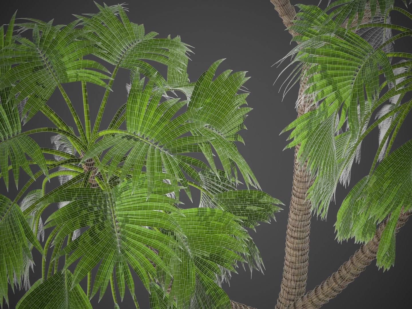 3D XfrogPlants Doum Palm - Hyphaene Thebaica - TurboSquid 1734034