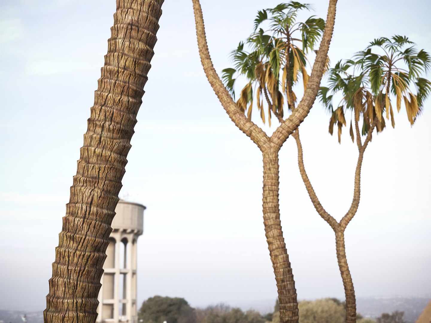 3D XfrogPlants Doum Palm - Hyphaene Thebaica - TurboSquid 1734034