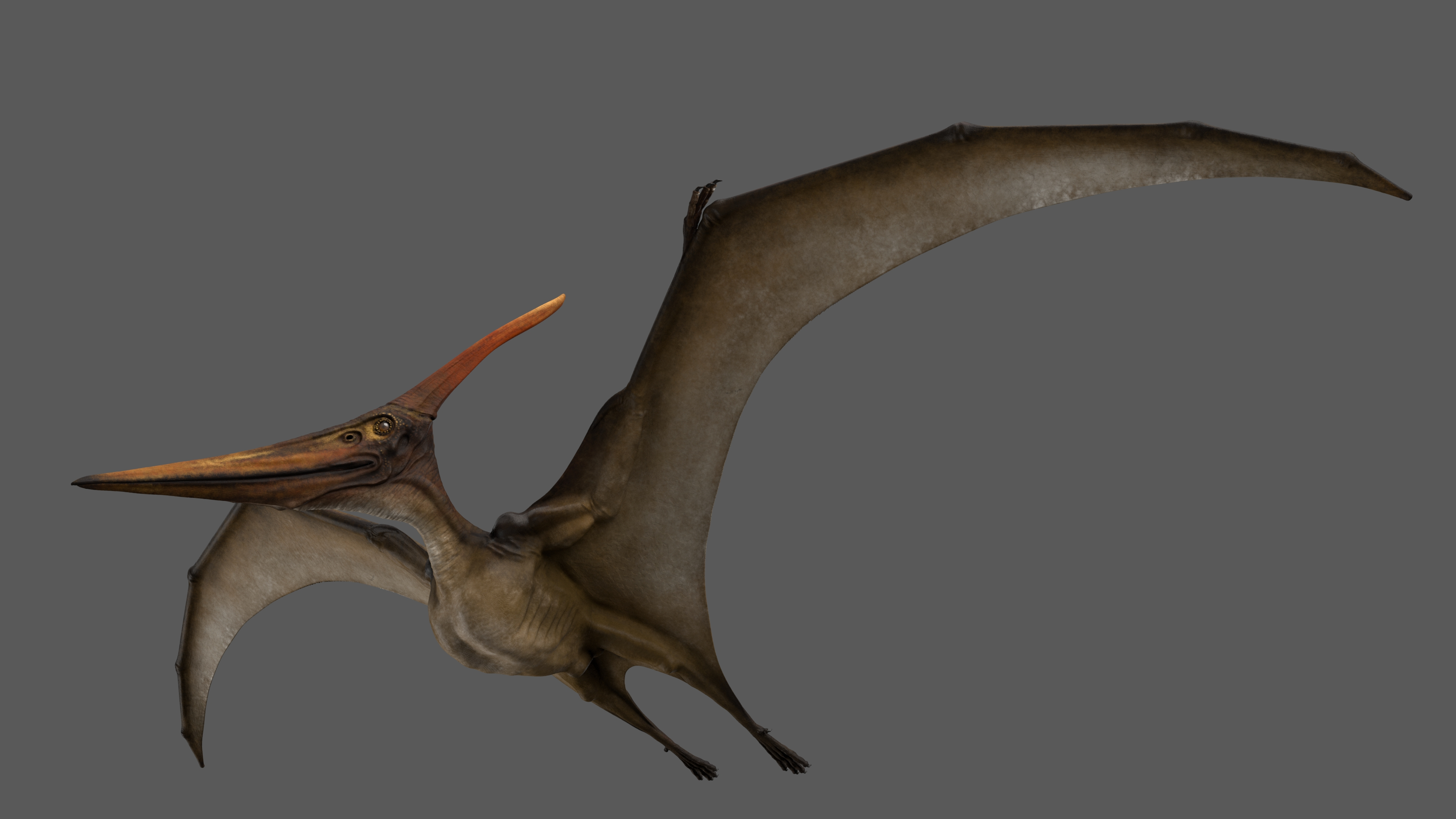 3D rigged pteranodon longiceps - TurboSquid 1519330